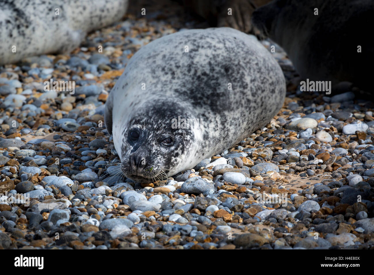 North sea seals basking in the Sun around the Norfolk coast Stock Photo ...