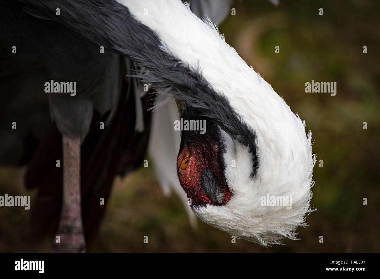 Close up of a Cranes head Stock Photo - Alamy