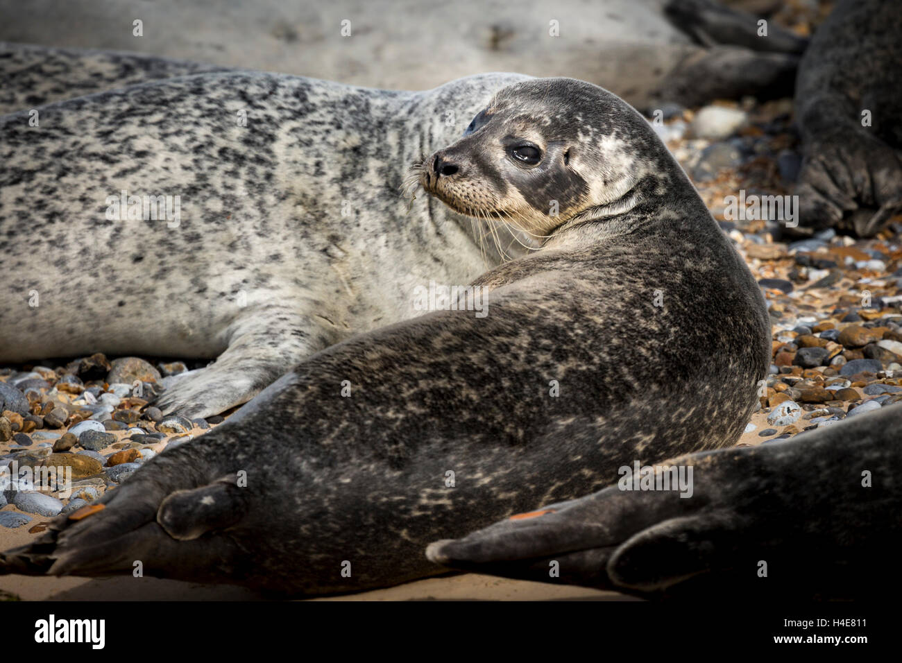 North sea seals basking in the Sun around the Norfolk coast Stock Photo ...