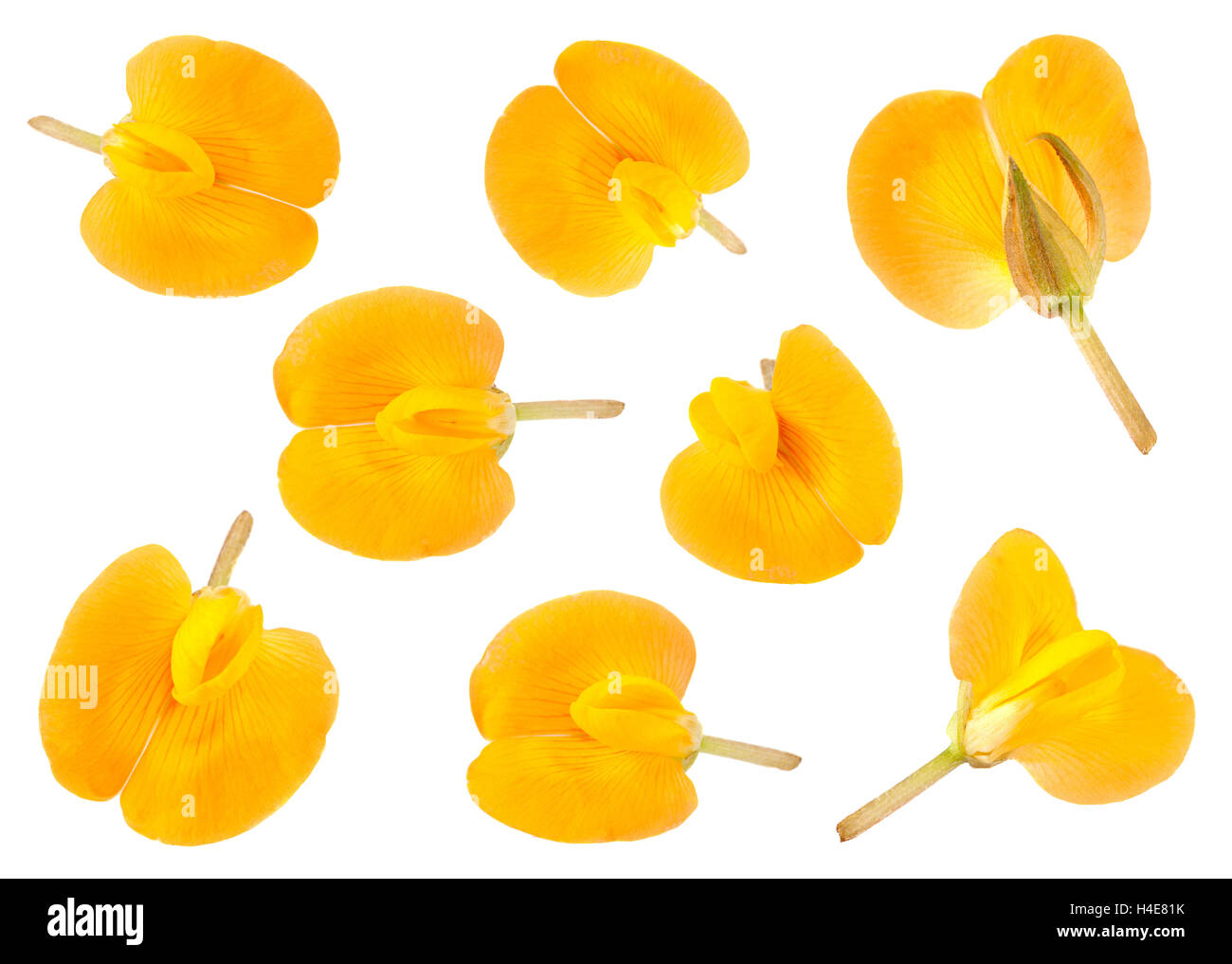 Peanut flower collection isolated on white background Stock Photo - Alamy