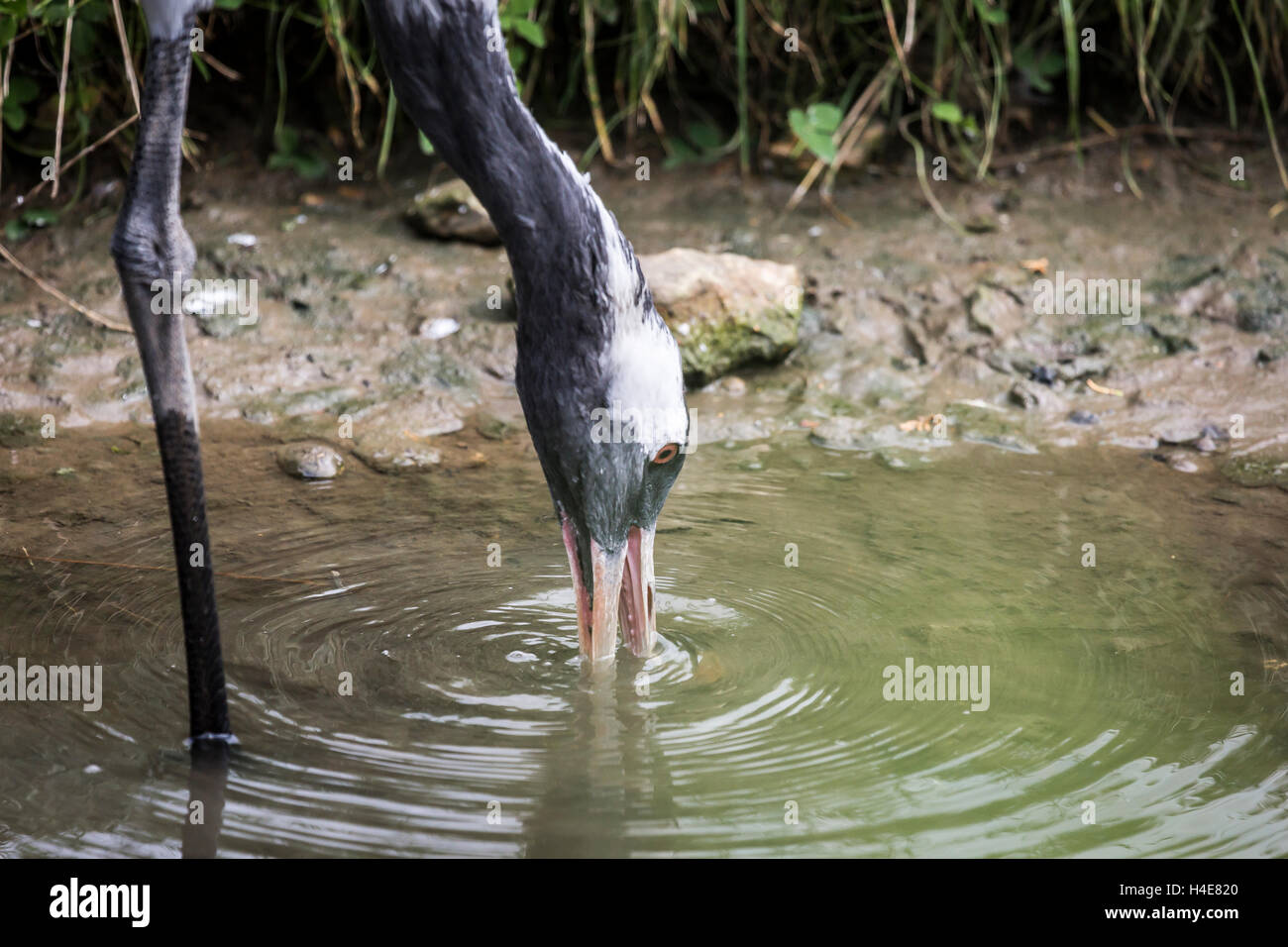 A Crane bird looking for food Stock Photo - Alamy