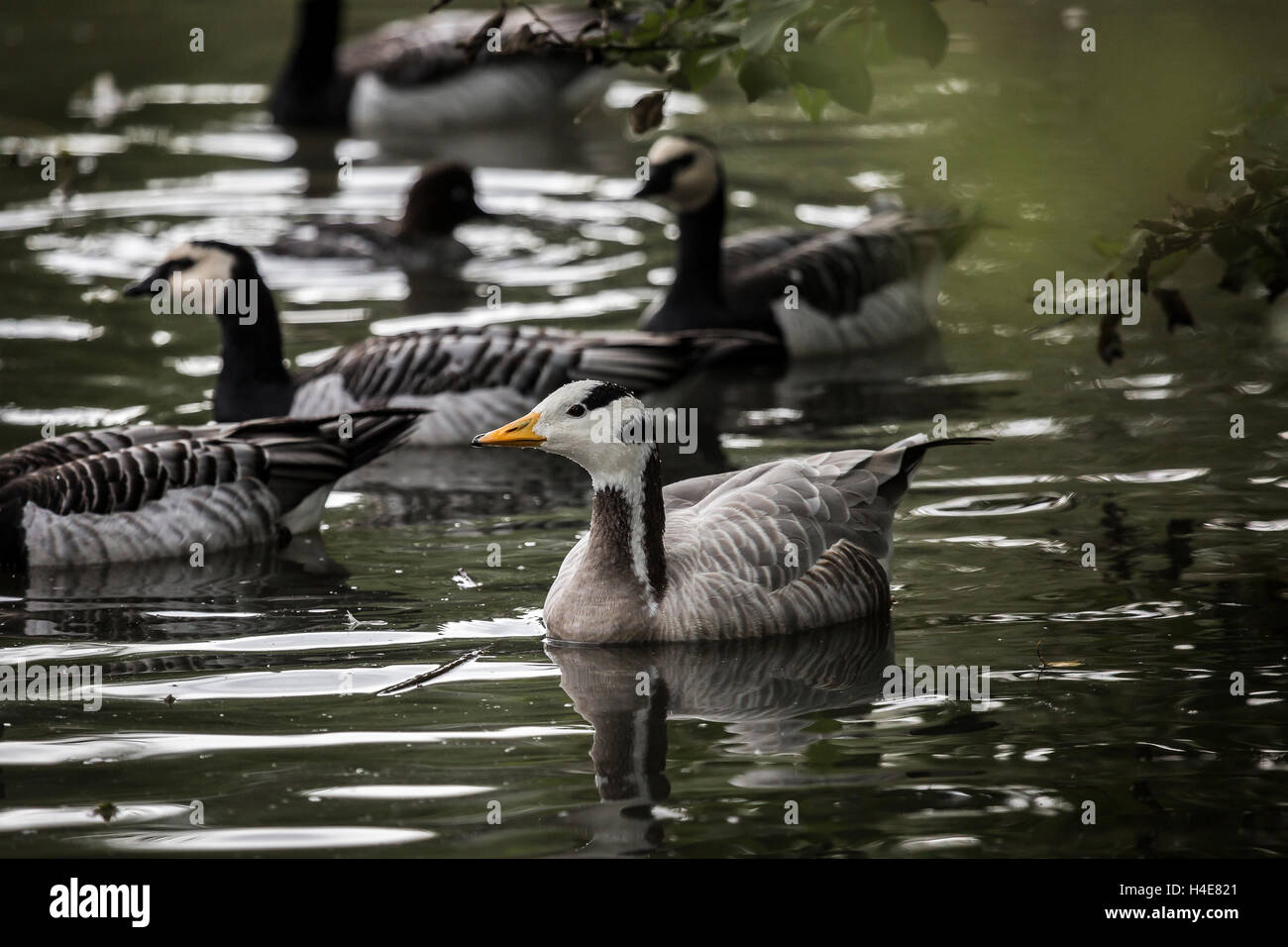 Geese in the countryside Stock Photo - Alamy