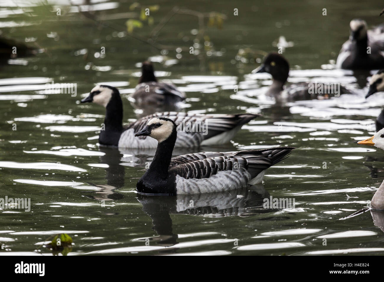Geese in the countryside Stock Photo - Alamy