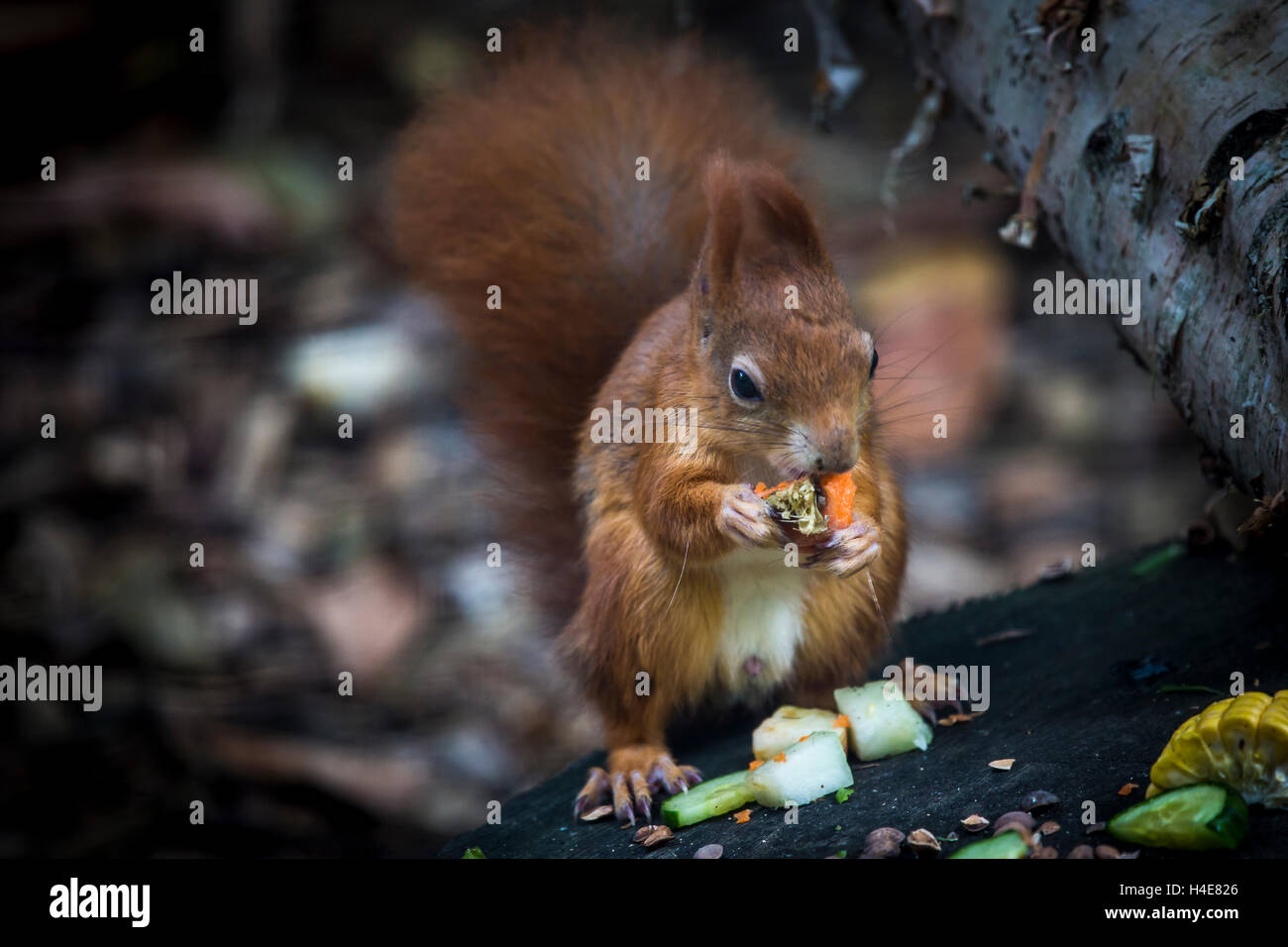 Squirrel eating corn hi-res stock photography and images - Alamy