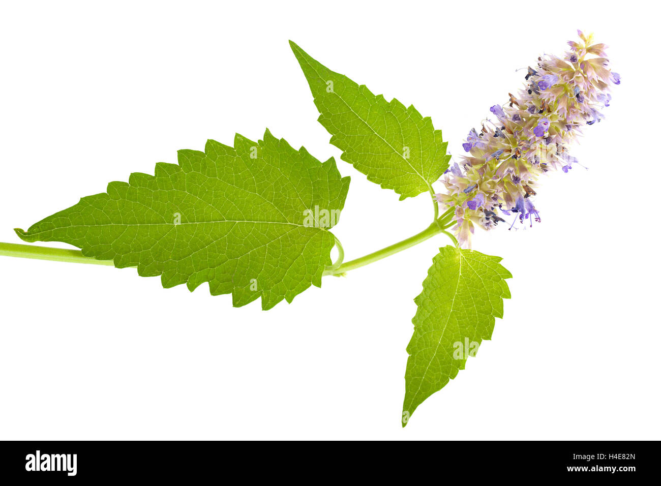 Catnip mint herb closeup isolated on white Stock Photo - Alamy