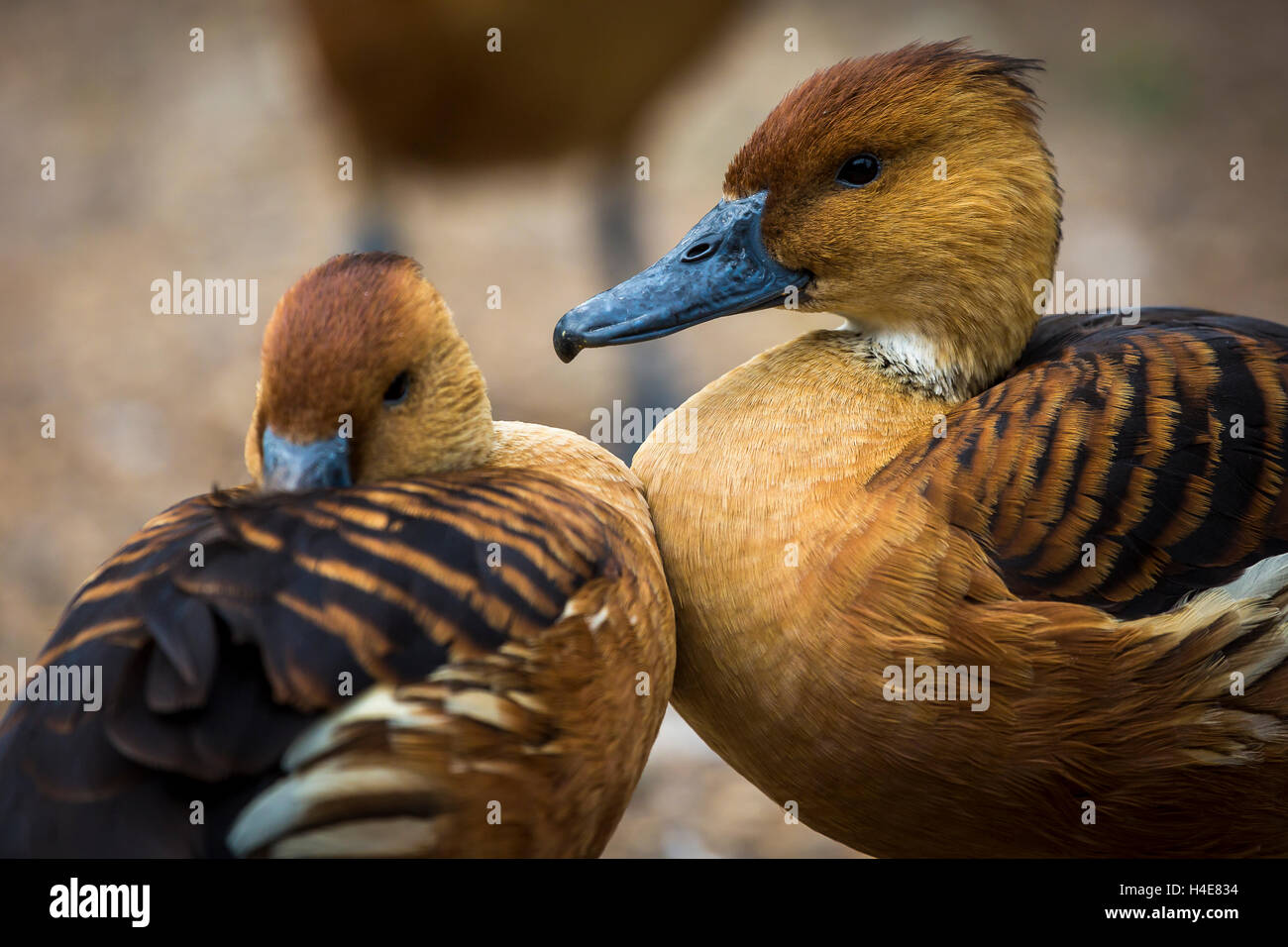 Two cute ducks cuddling Stock Photo - Alamy