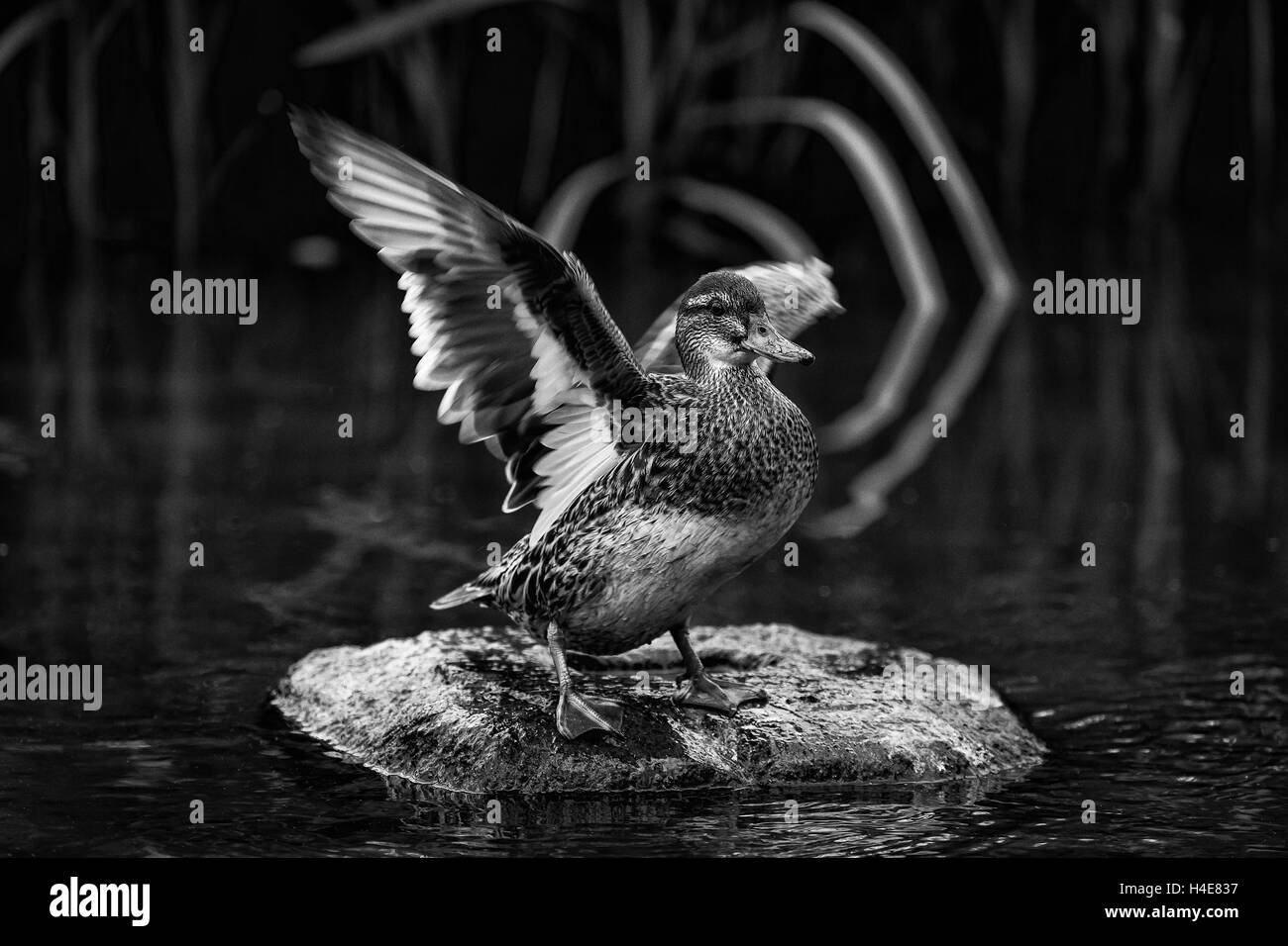 Duck standing up Black and White Stock Photos & Images - Alamy