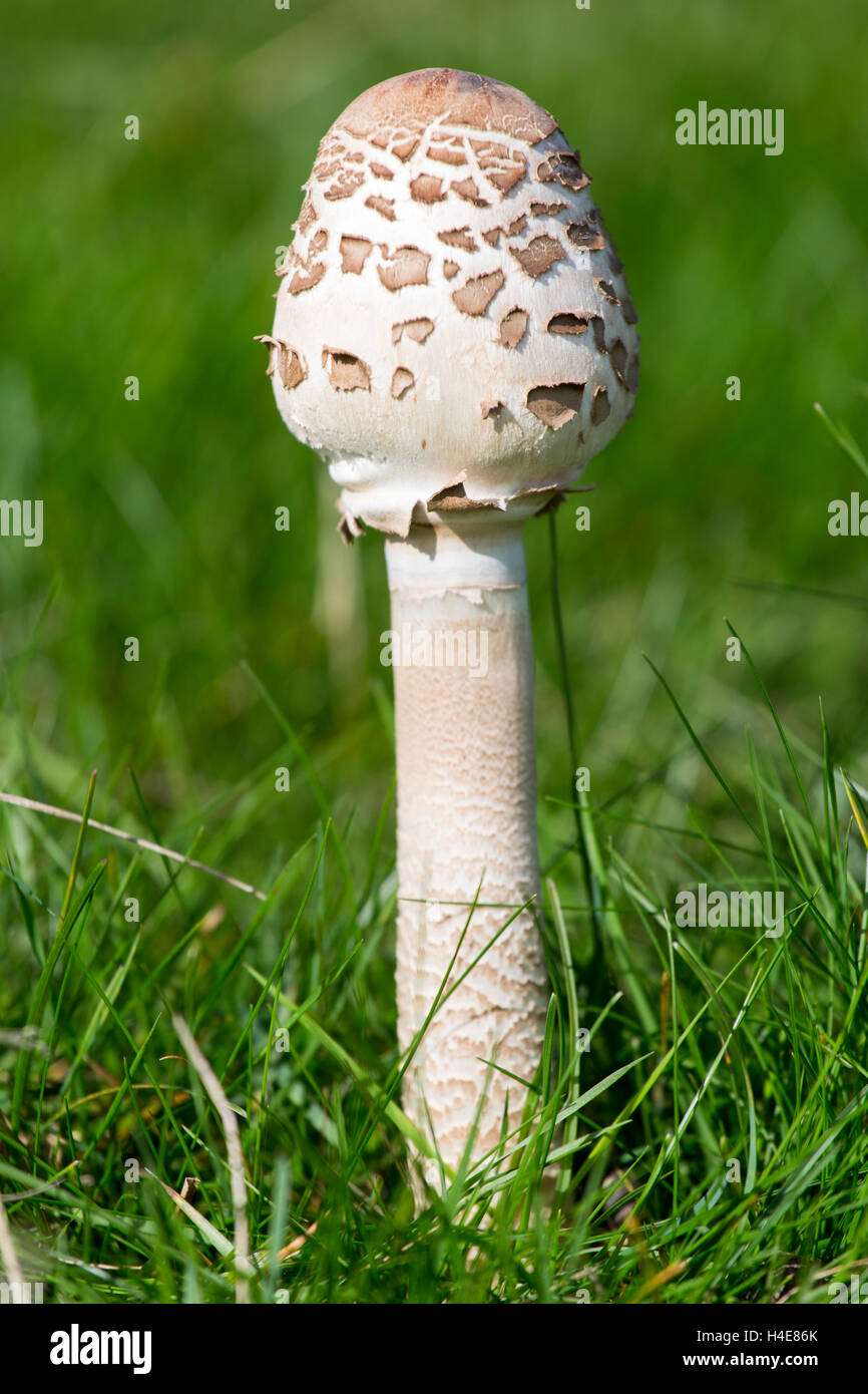 Phallic plants hi-res stock photography and images - Alamy