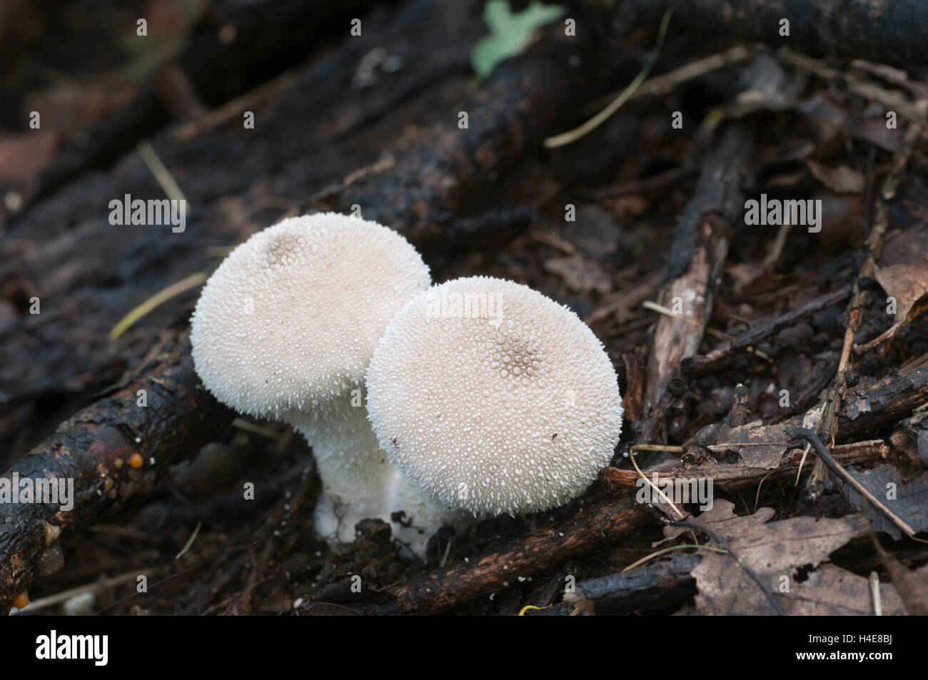 Old puffball hi-res stock photography and images - Alamy