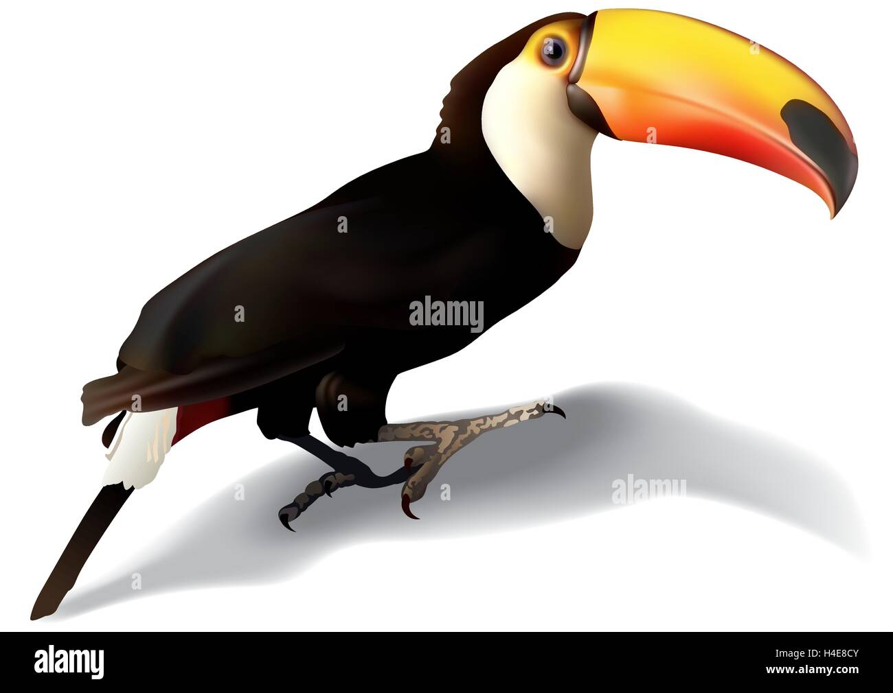 Toco toucan ramphastos toco tropical bird Stock Vector Images - Alamy
