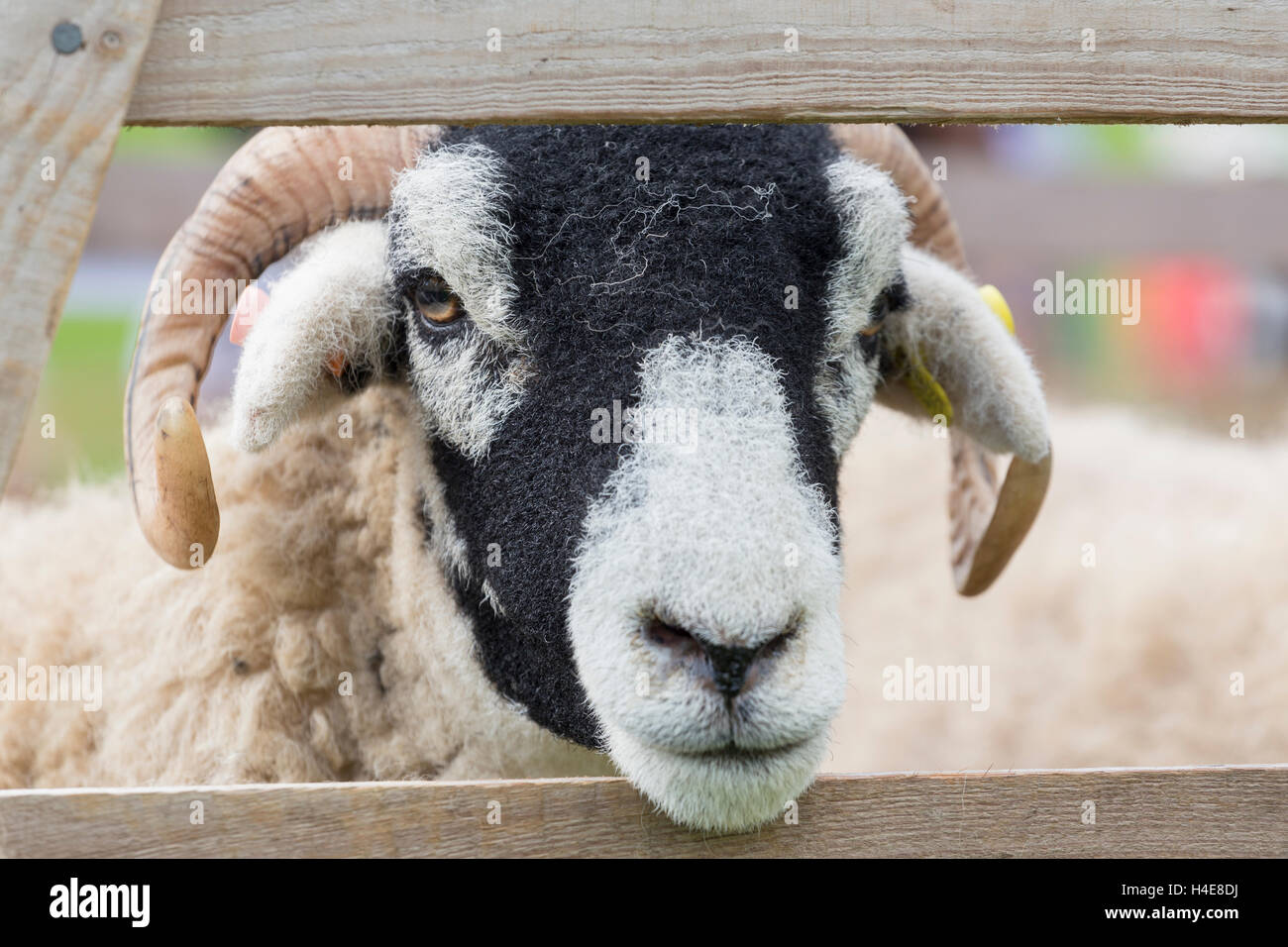 Swaledale Sheep High Resolution Stock Photography and Images - Alamy