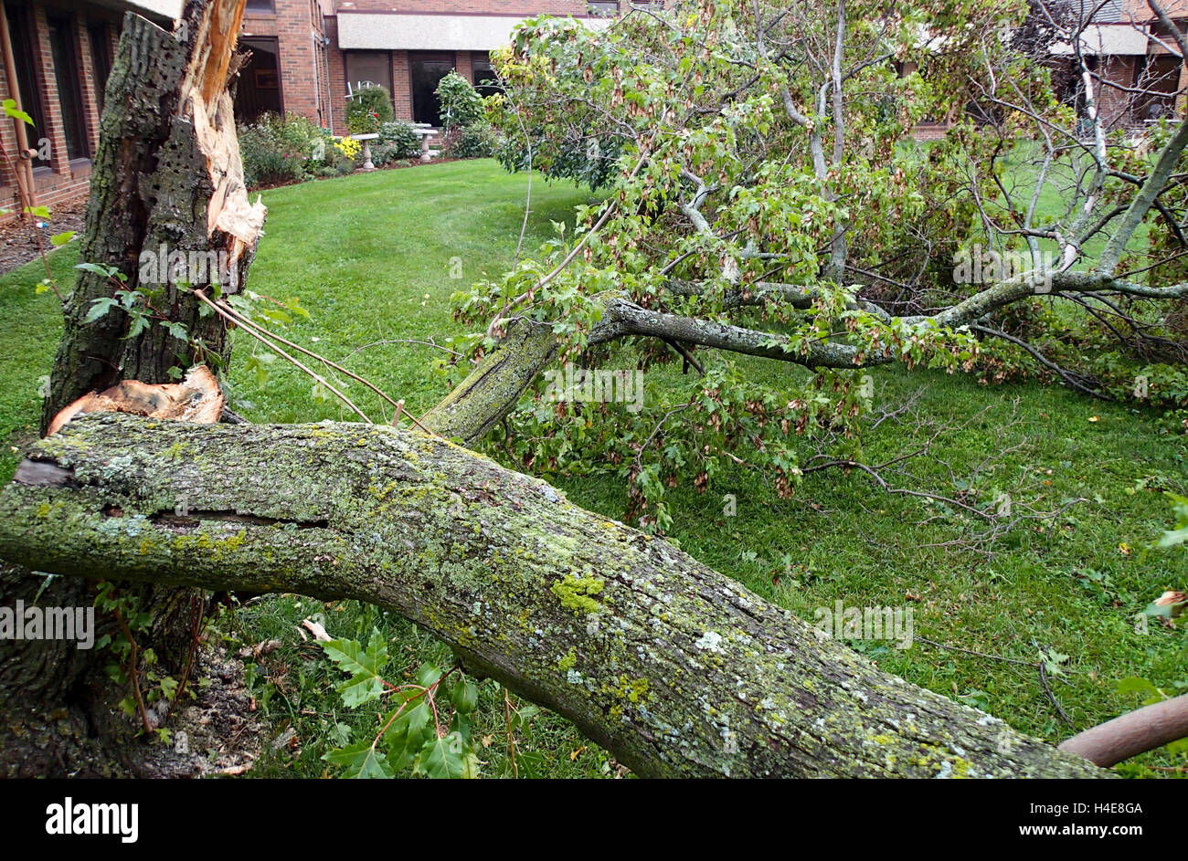 Storm damaged tree laying on the ground Stock Photo - Alamy