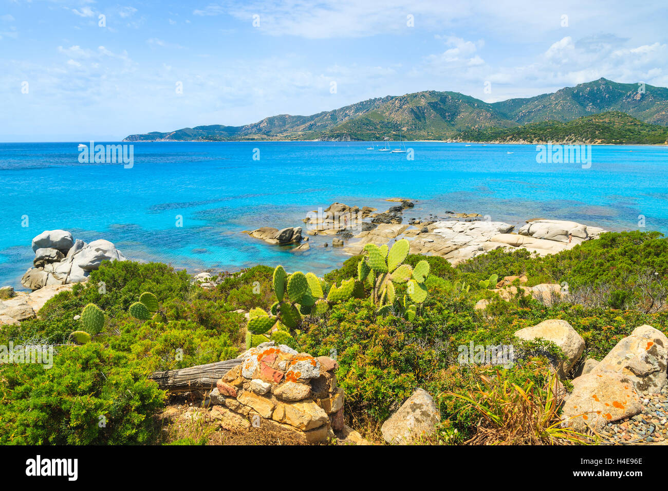 Tropical plants on coast of Sardinia island, Italy Stock Photo - Alamy