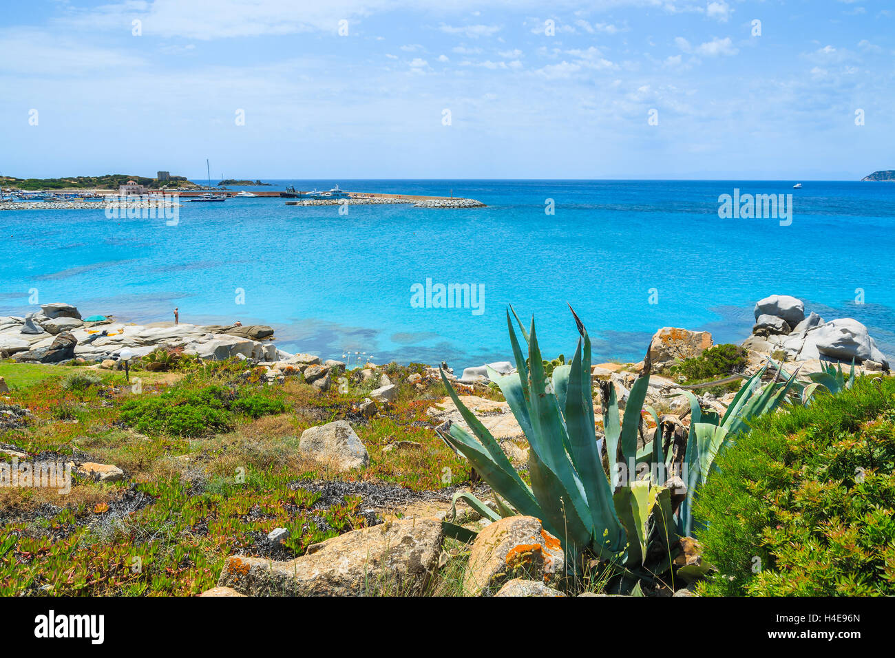 Tropical plants on coast of Sardinia island, Italy Stock Photo - Alamy
