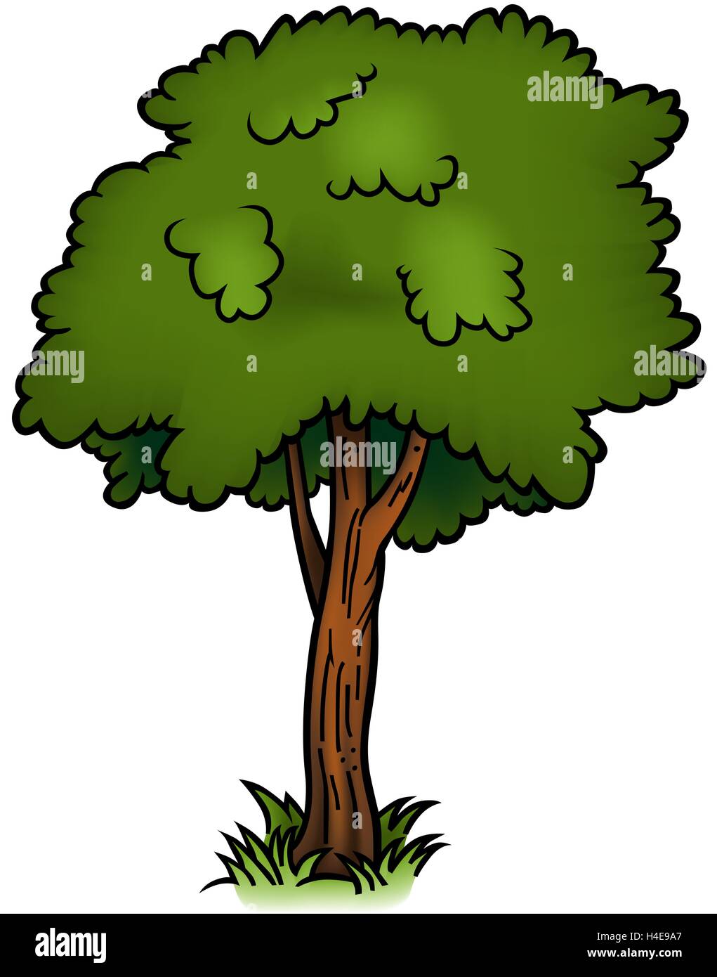 Deciduous tree colored cartoon illustration hi-res stock photography ...