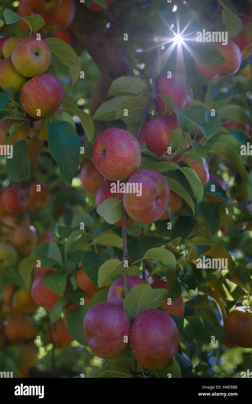 An apple tree in an orchard with the sun peeking through Stock Photo ...