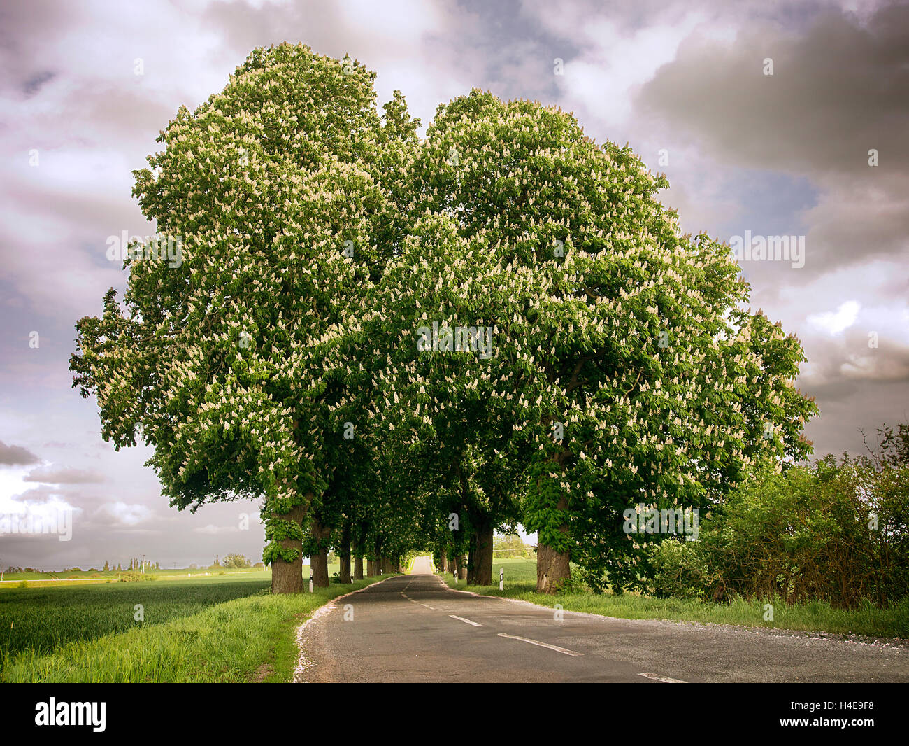 Street view with trees hi-res stock photography and images - Alamy