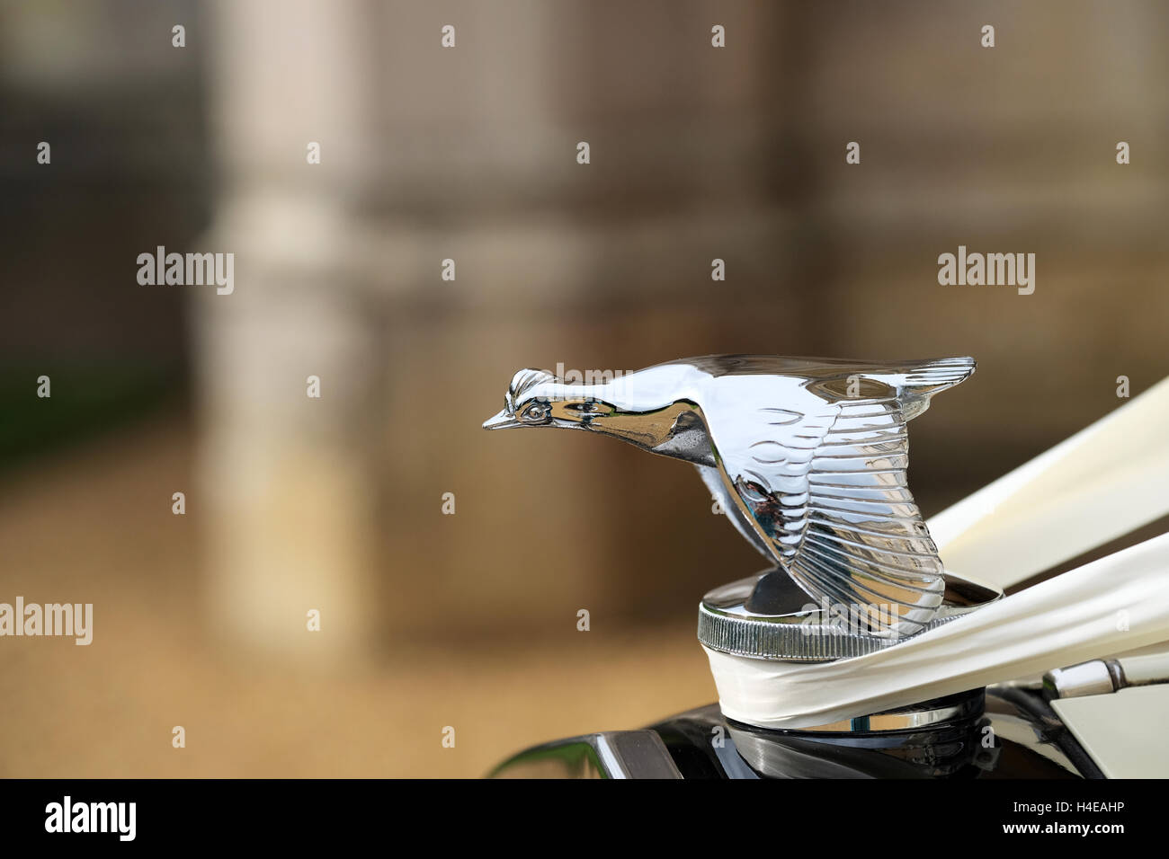 A silver flying bird car mascot on the bonnet of a classic old ford car ...