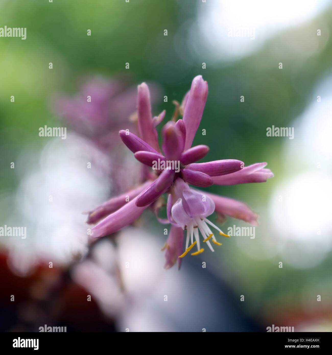 Flower naturally made of round purple sticks like a ballon Stock Photo ...