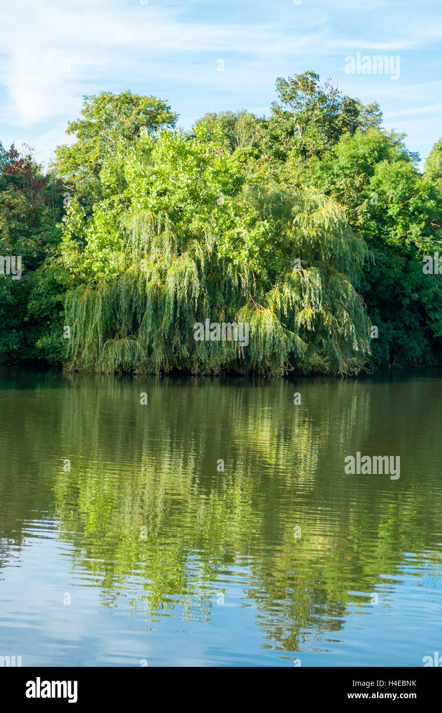 Willow tree lake hi-res stock photography and images - Alamy