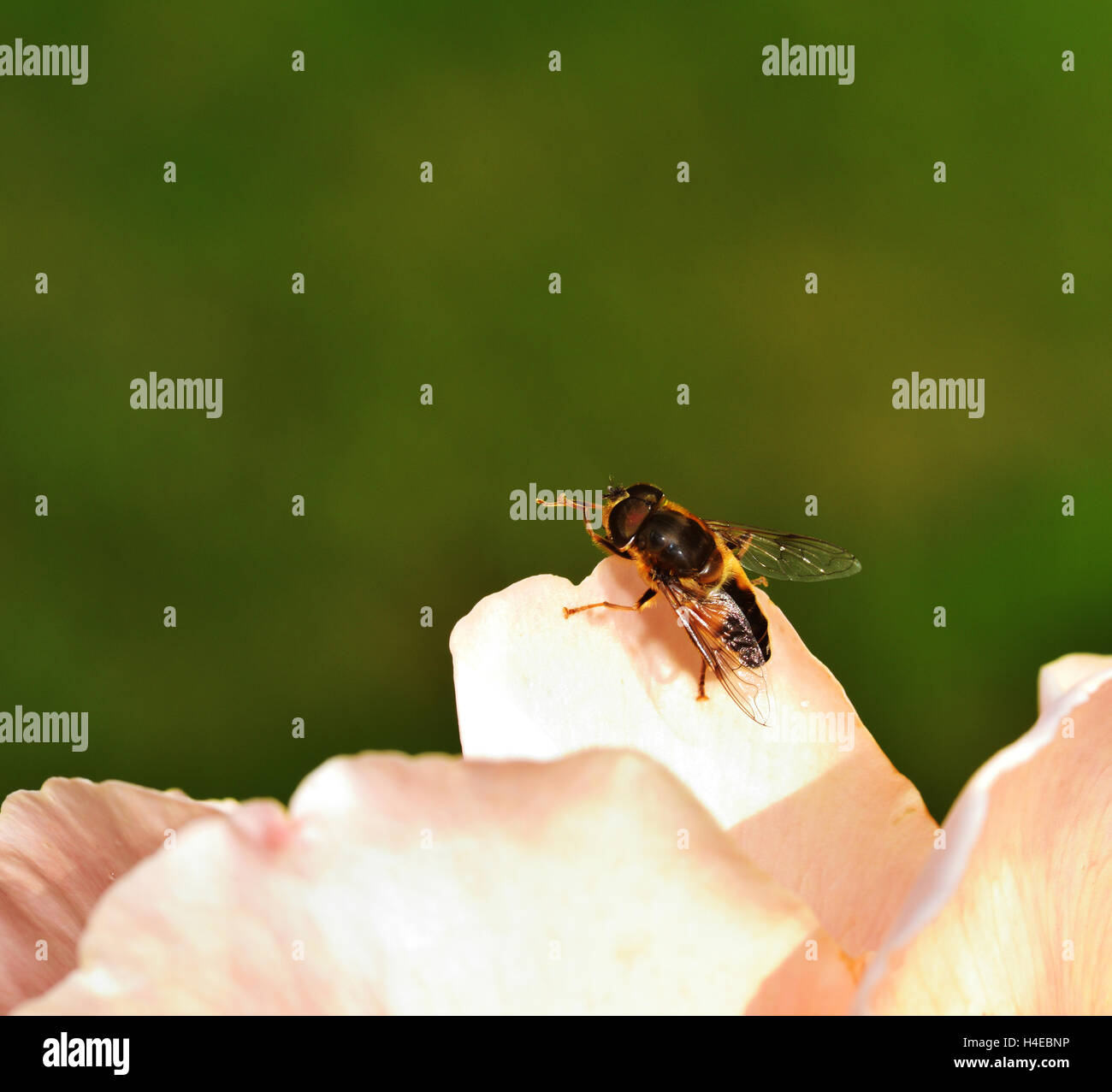 Drone Fly on the rose petals Stock Photo - Alamy