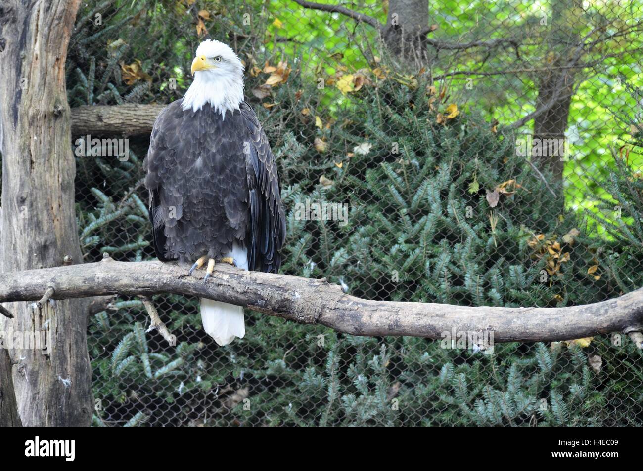 Eagle white feathers hi-res stock photography and images - Alamy
