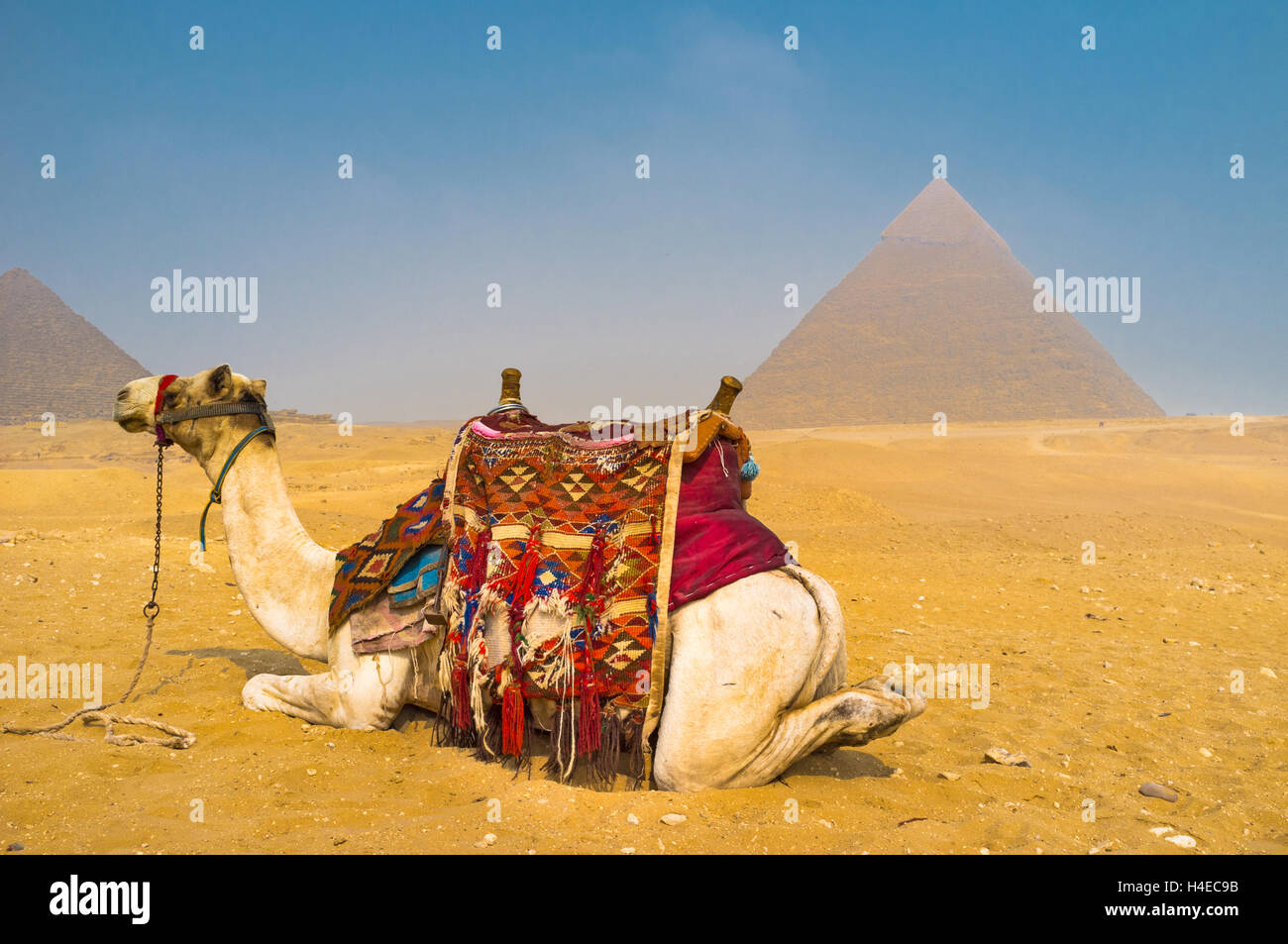 The camel sits on the sand with the Pyramids on background, Egypt Stock ...