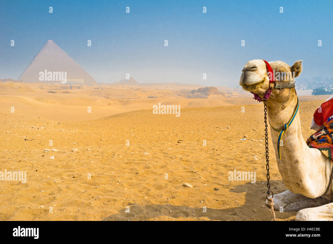 The camel relax on the sand next to the Pyramids of Giza, Egypt Stock ...