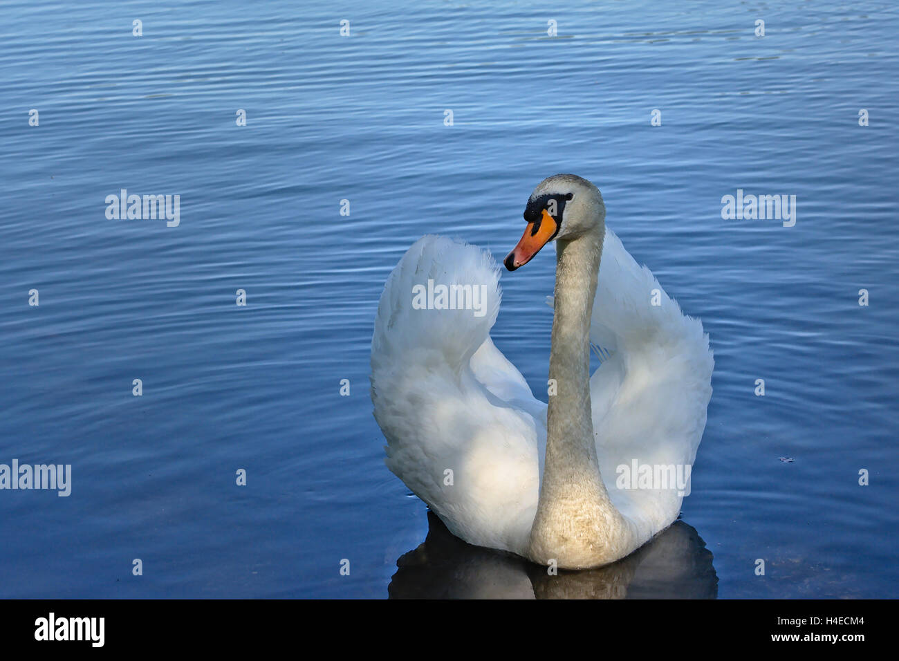 Swan with wings up hi-res stock photography and images - Alamy