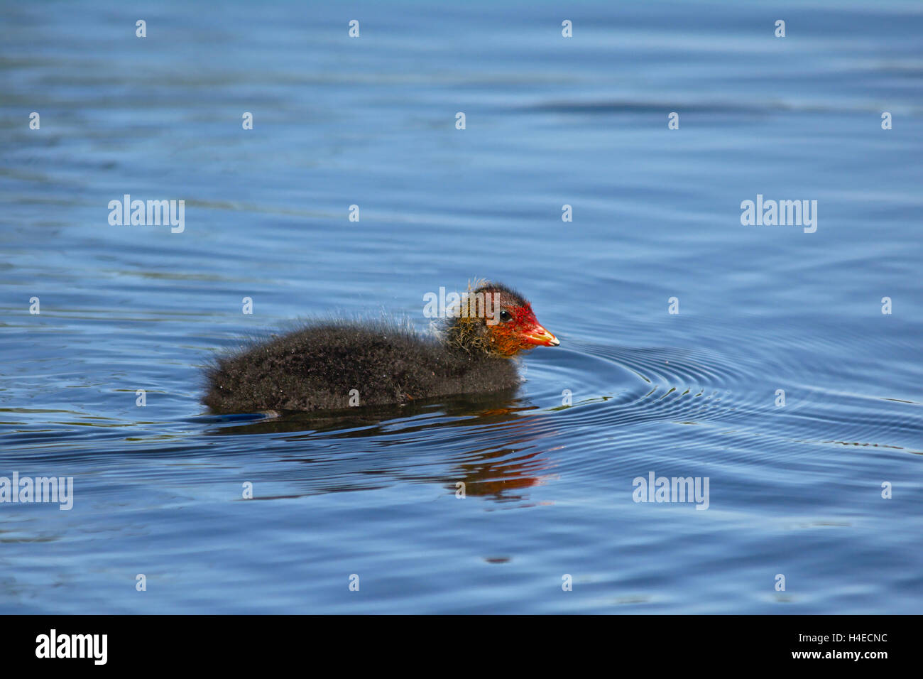 Coot duckling with red head swimming in the lake Stock Photo - Alamy