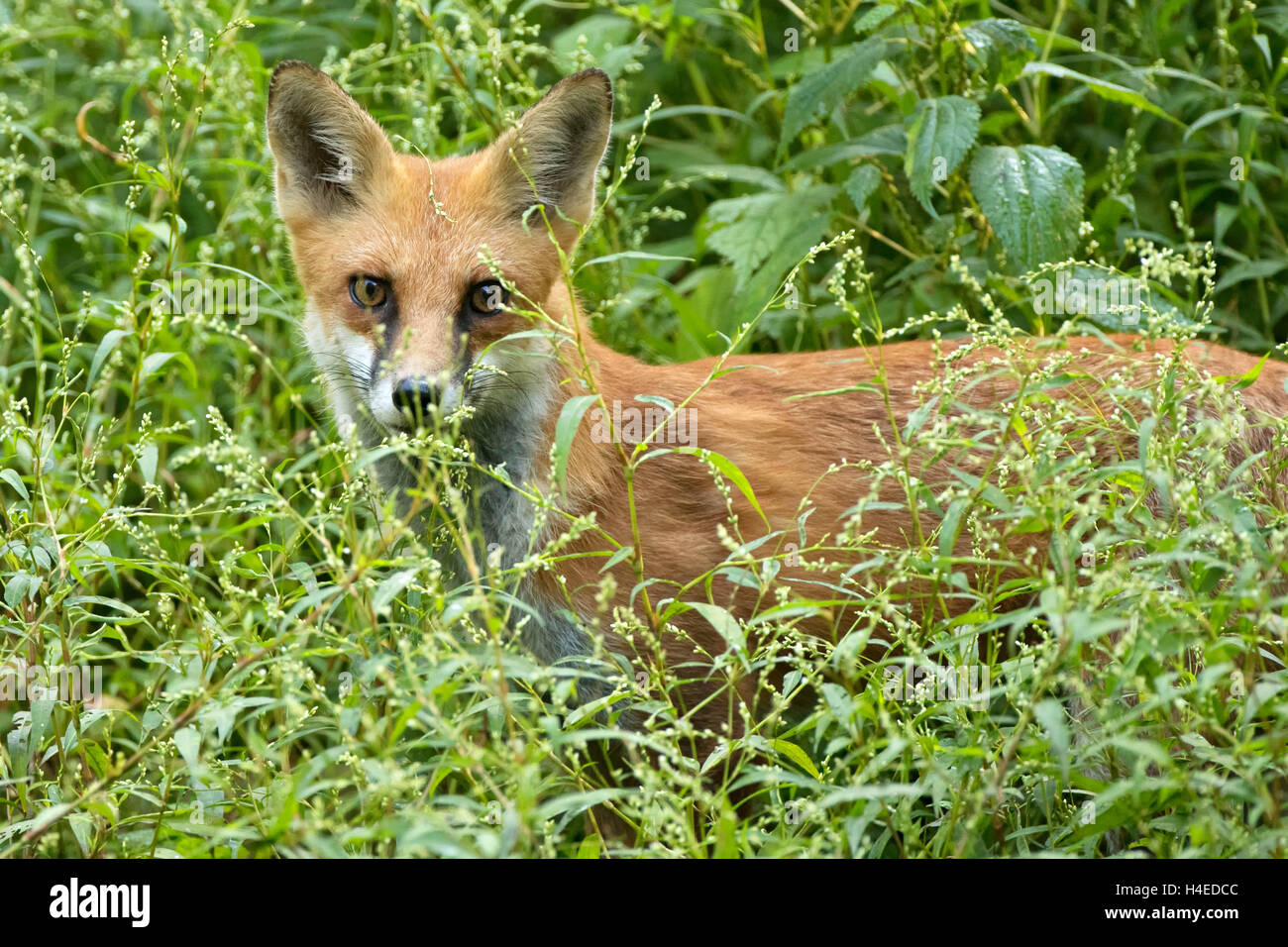 Red fox hunting greenery hi-res stock photography and images - Alamy