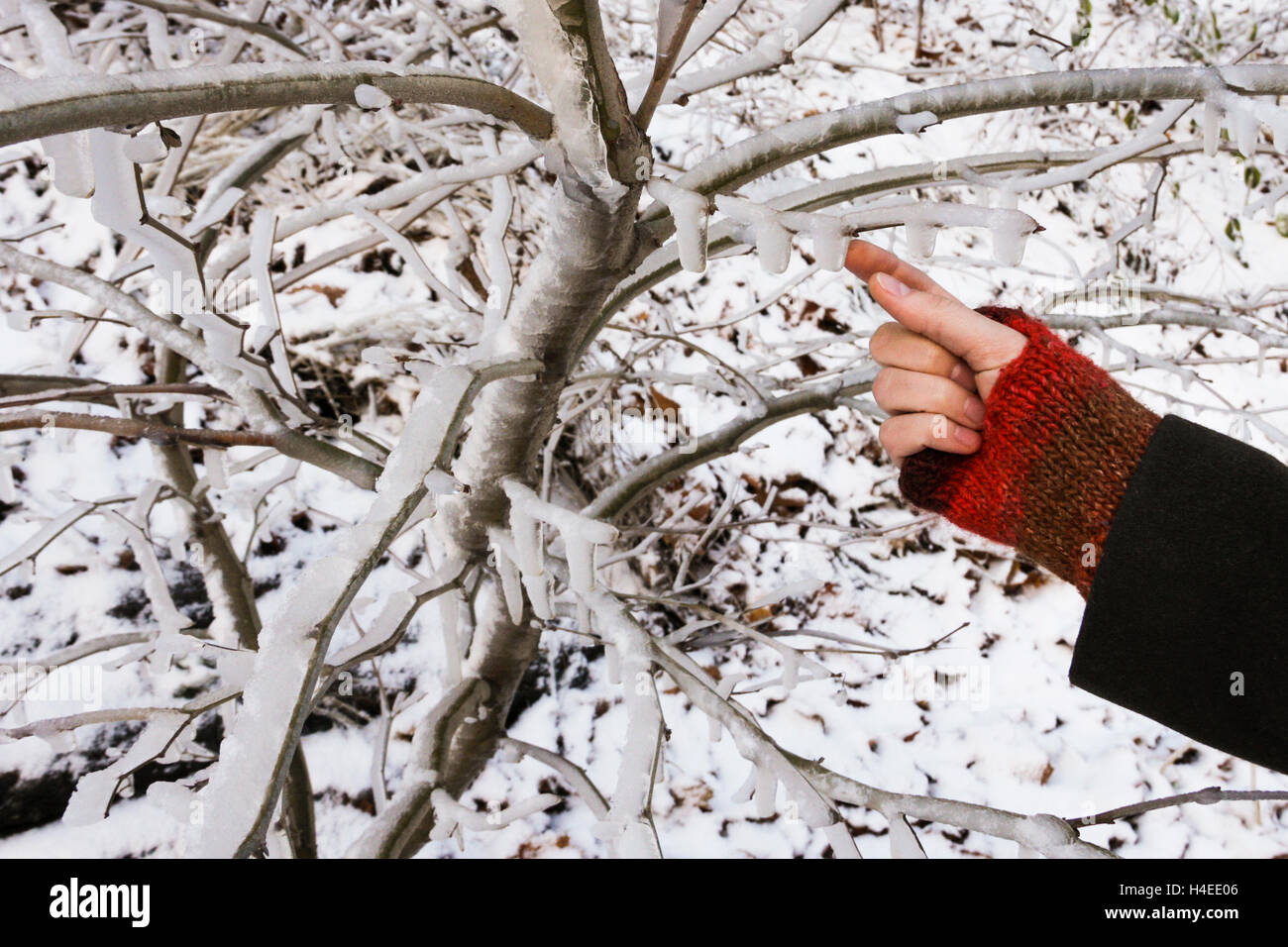 Hand pointing to ice/snow formations on a tree branch Stock Photo - Alamy