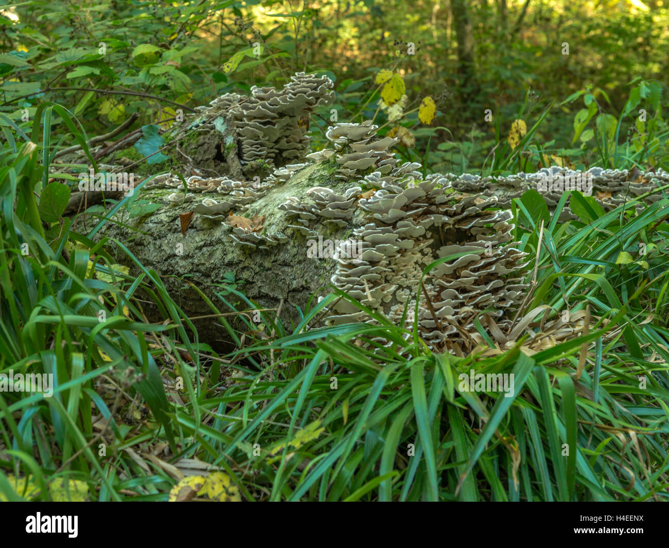 Wild Fungi growing in woodlands on the outskirts of the Dartmoor ...