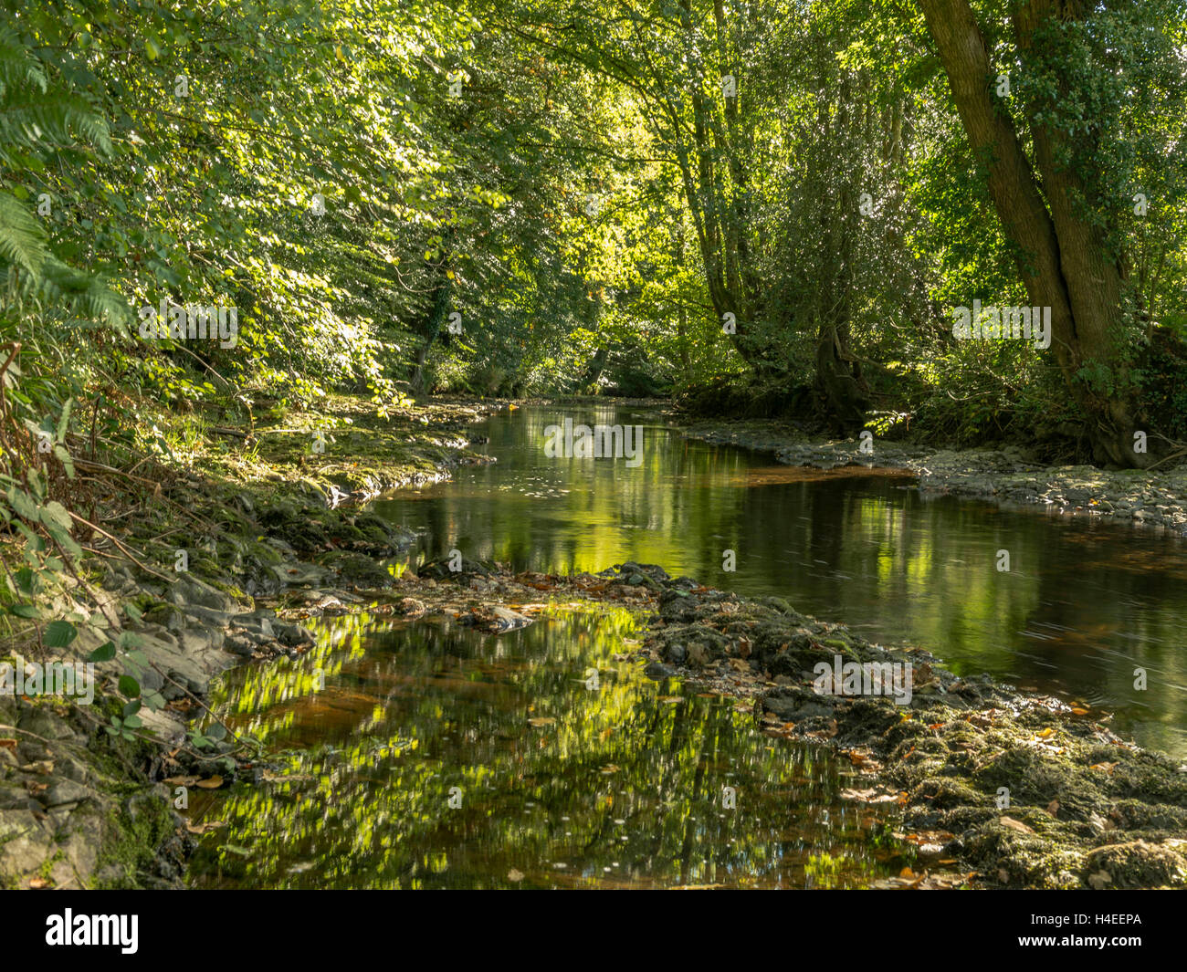 Devon bank flora hi-res stock photography and images - Alamy