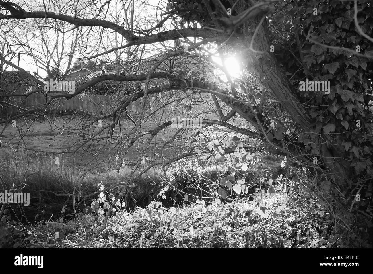 Bushes and trees in a residential area photographed with late afternoon ...