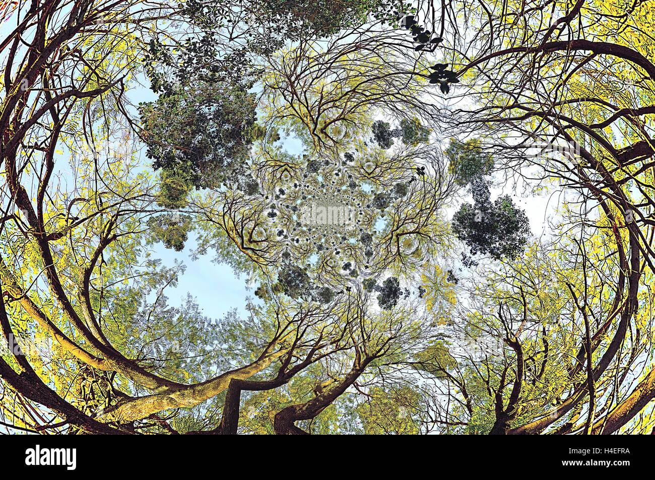 Crowns of trees with effects Stock Photo - Alamy