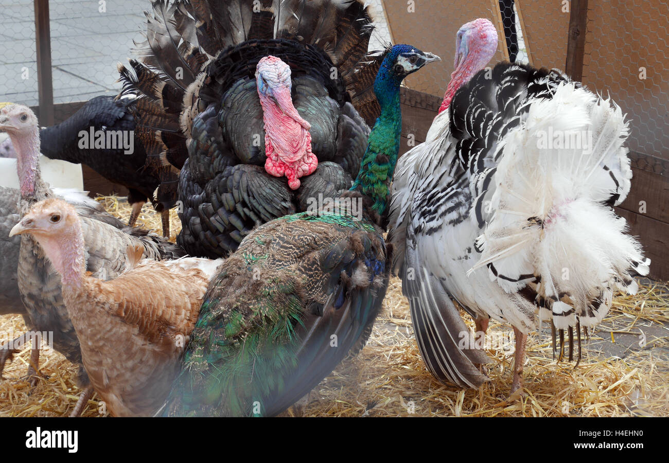 Various Turkeys at a Farmers Market, along with a Peacock, Norwich ...