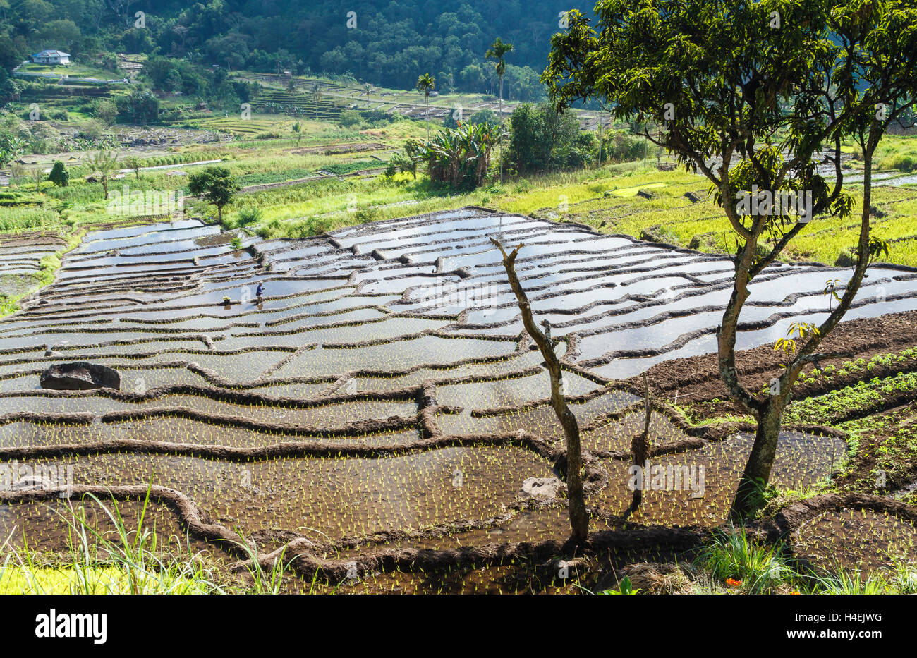 Tropical islands rice paddies hi-res stock photography and images - Alamy