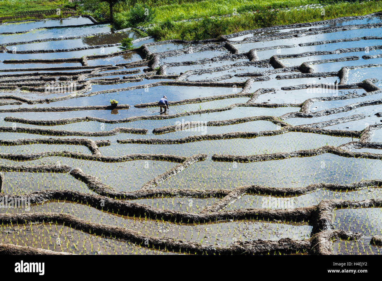 Tropical islands rice paddies hi-res stock photography and images - Alamy