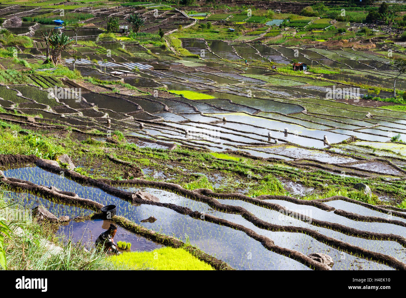Tropical islands rice paddies hi-res stock photography and images - Alamy