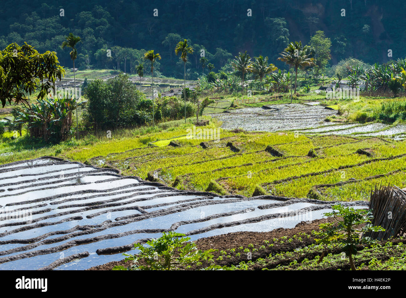 Tropical islands rice paddies hi-res stock photography and images - Alamy