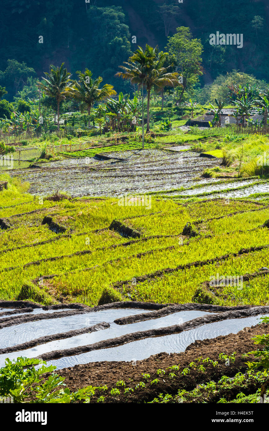 Tropical islands rice paddies hi-res stock photography and images - Alamy