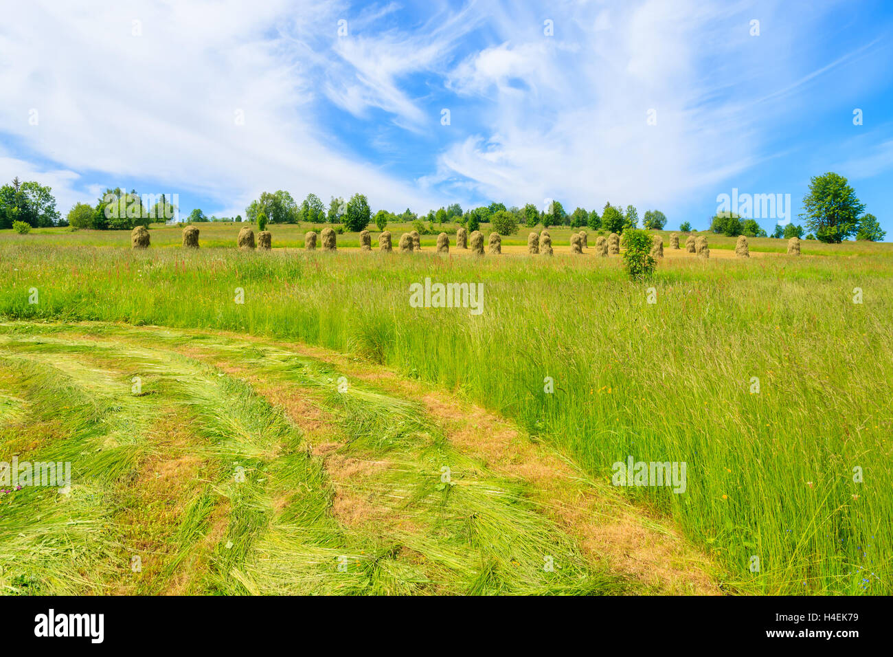 Green cut grass hi-res stock photography and images - Alamy