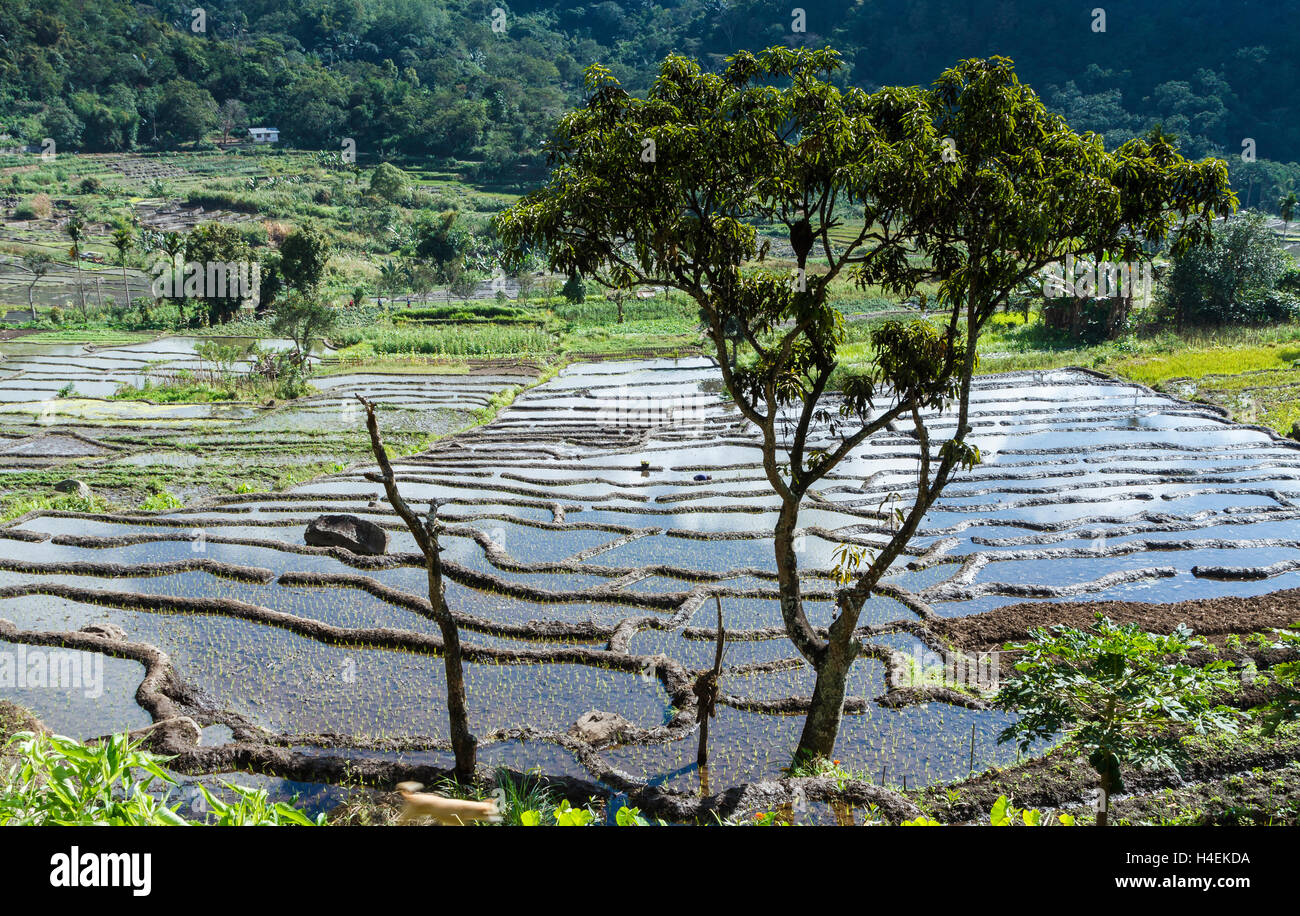 Tropical islands rice paddies hi-res stock photography and images - Alamy