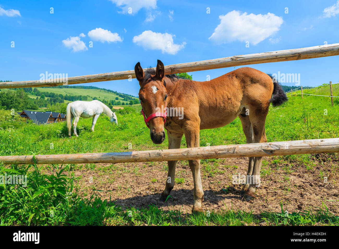 Horse behind fence hi-res stock photography and images - Alamy