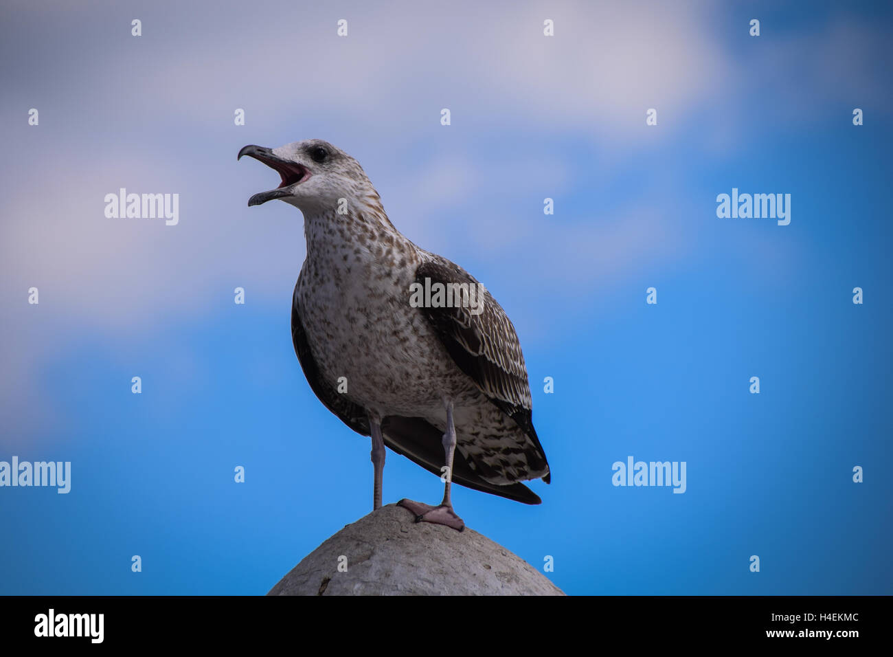 Seagull with open beak Stock Photo - Alamy