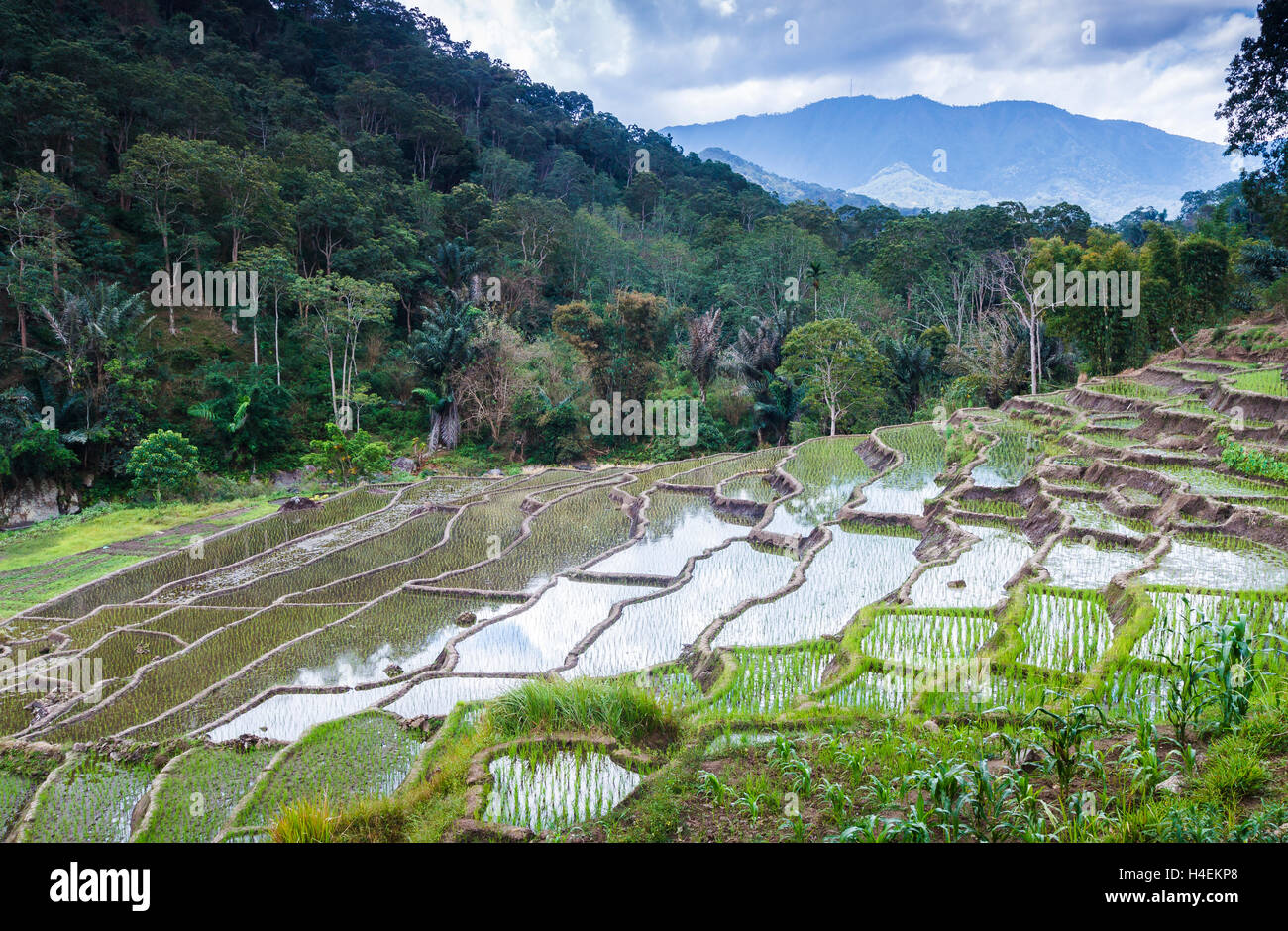 Rice terraces and tropical forest Stock Photo - Alamy