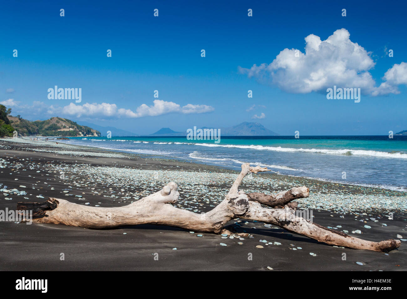 Tree trunk on a beach Stock Photo - Alamy