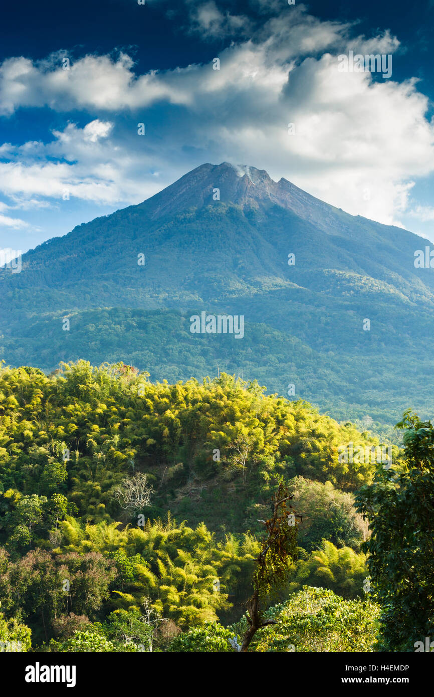 Indonesia flores rainforest in hi-res stock photography and images - Alamy