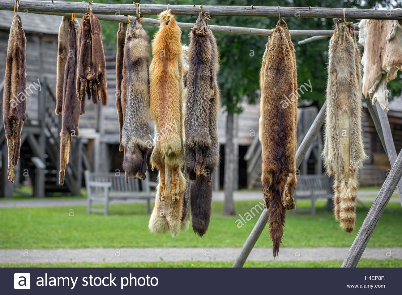 Pelts Stock Photos & Pelts Stock Images - Alamy
